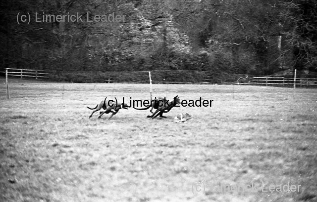Mount Coote Meeting cup Kilmallock 1970 | From Limerick With Love
